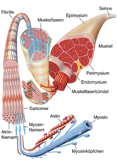 Wie Wird Ein Muskel Aufgebaut